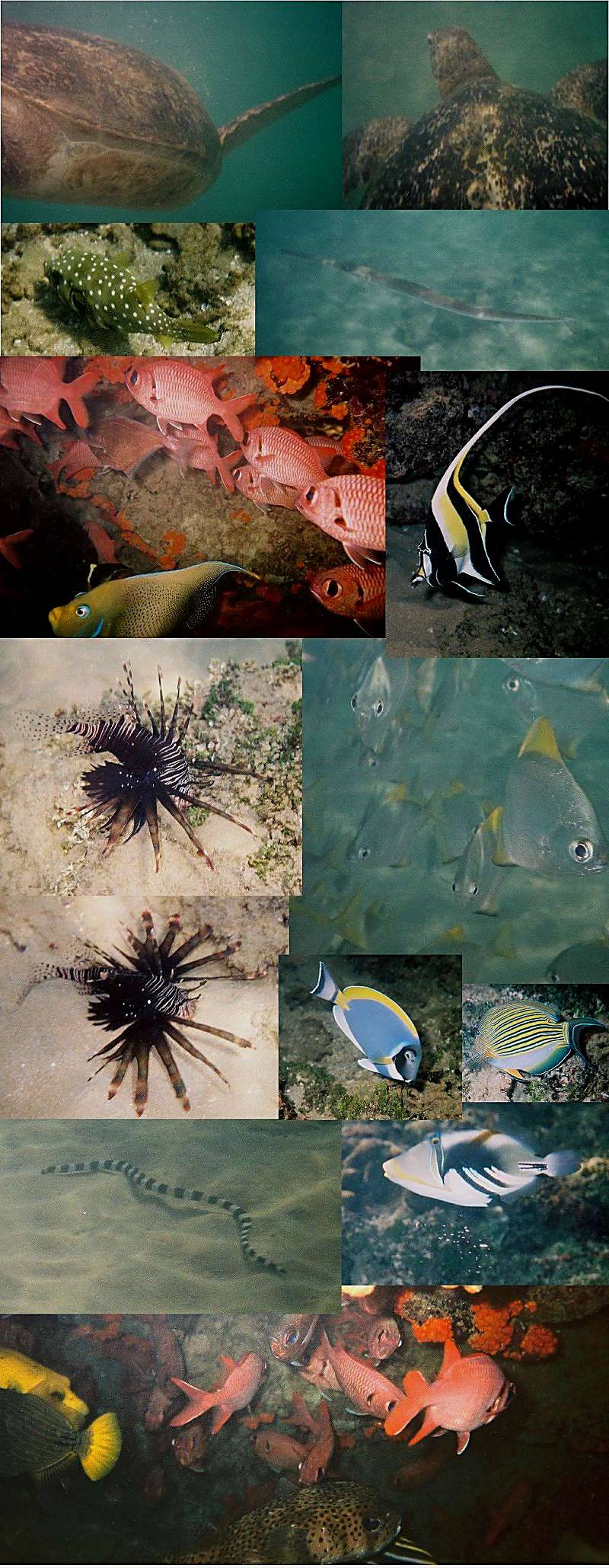 Underwater Photography